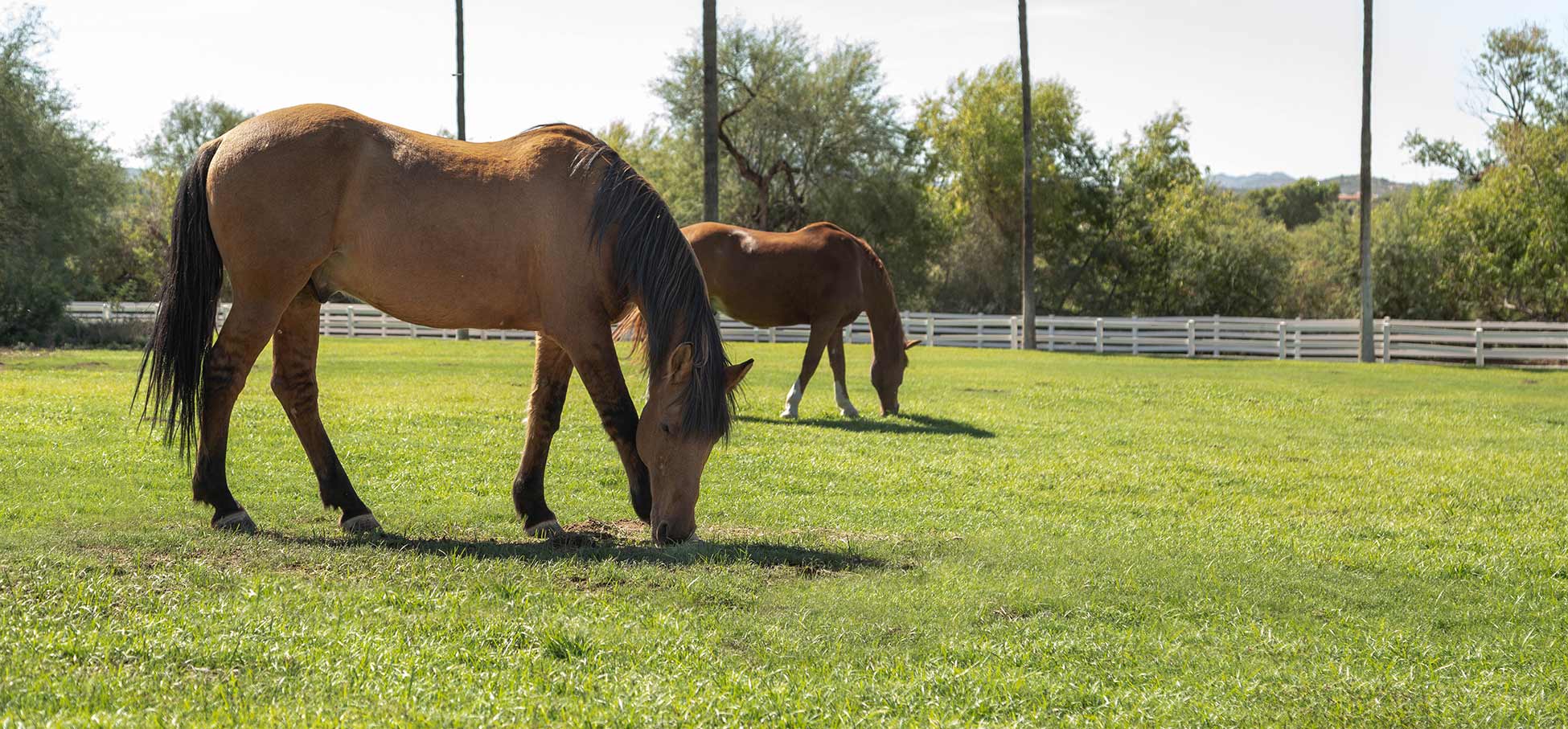 Spirit: Self-Discovery Through Horses | Rio Retreat Center